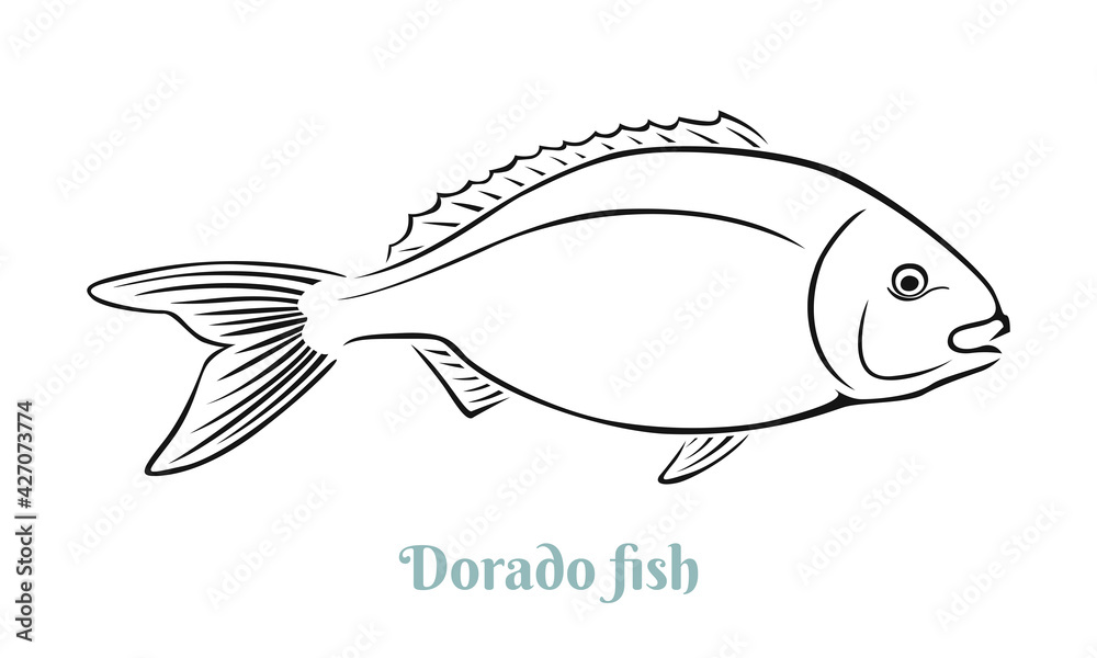Dorado fish black and white outline. Vector illustration. Seafood label ...