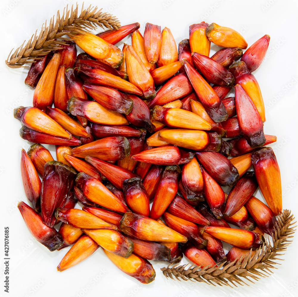 Natural pine nut, pine nut from the Araucária angustifolia tree ...