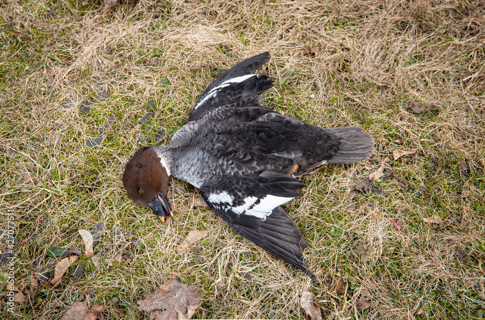 Dead wild bird Common goldeneye on grass, avian influenza known as bird ...