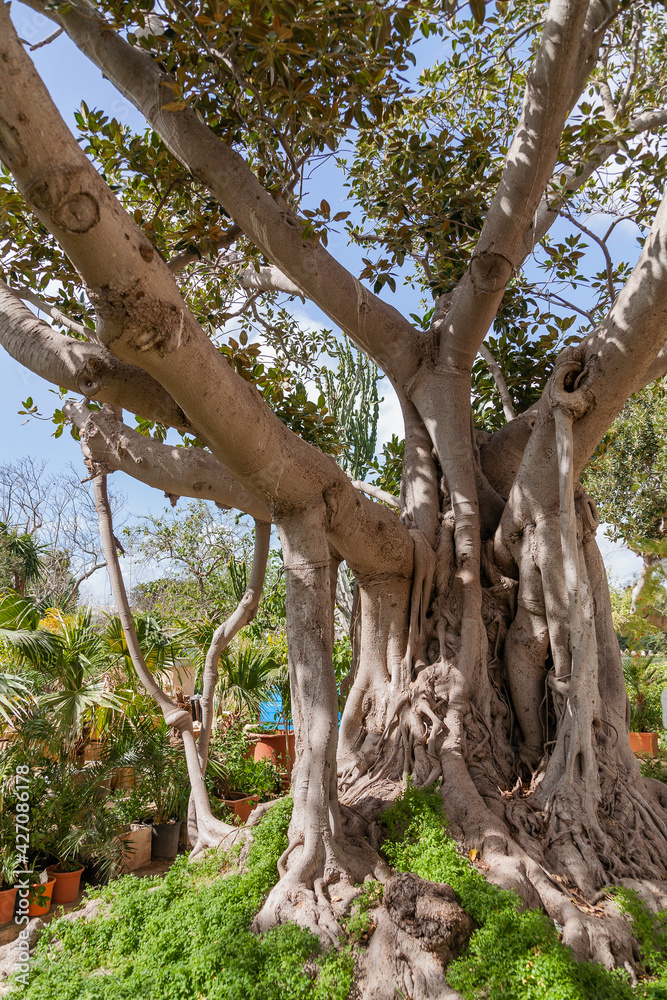 Foto de Ficus macrophylla, commonly known as the Moreton Bay fig or ...