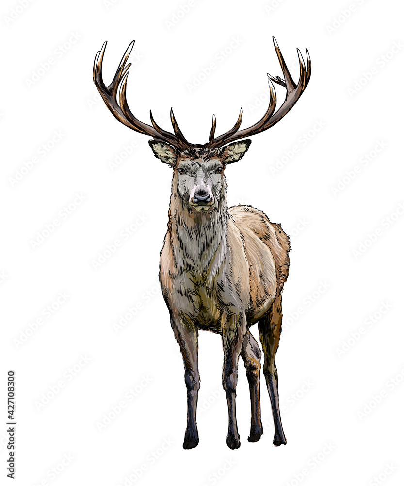 Red deer from a splash of watercolor, colored drawing, realistic ...