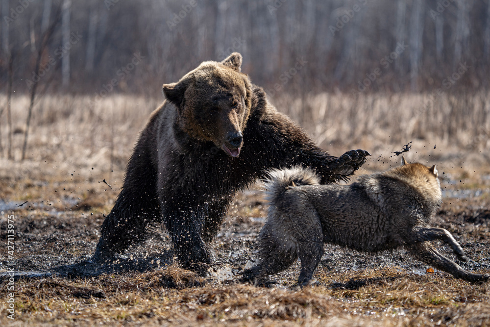 bear and dog . the dog attacks and bites the bear Stock Photo | Adobe Stock