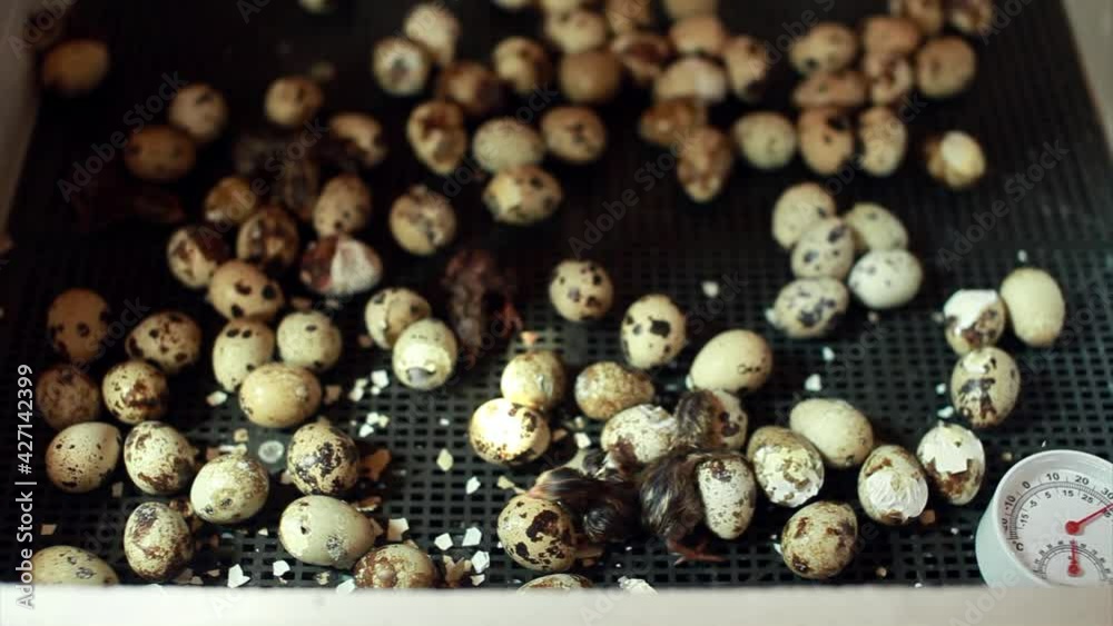 the hatching of quails from eggs. Chicks in the incubator. Breeding ...