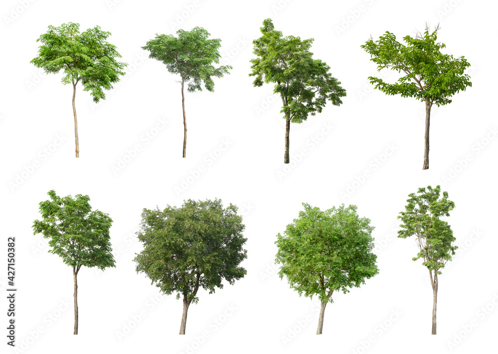 eight tree on a white background, a collection of trees,cutting paths ...