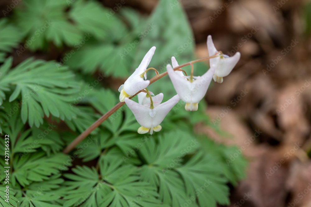 Macro texture background of uncultivated tiny white Dutchman's Breeches ...