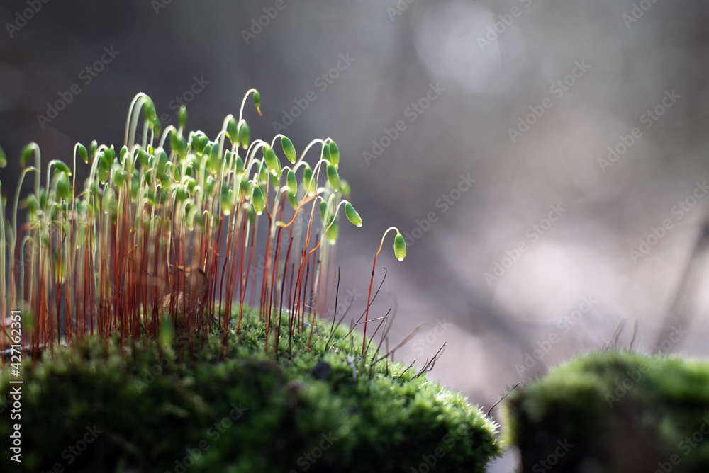 Moss Spores