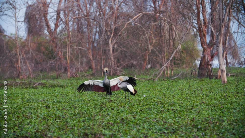 A Kenyan Crown-Crane (Balearica regulorum) is performing a mating dance ...