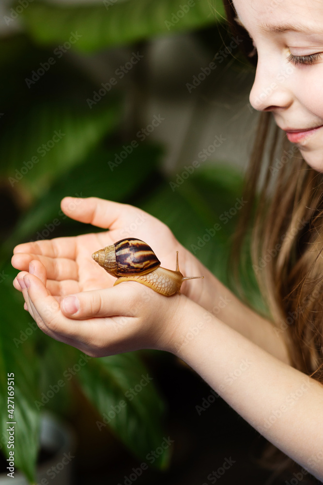 Little girl looking at snail achatina on her hands. Exotic pet. Concept ...