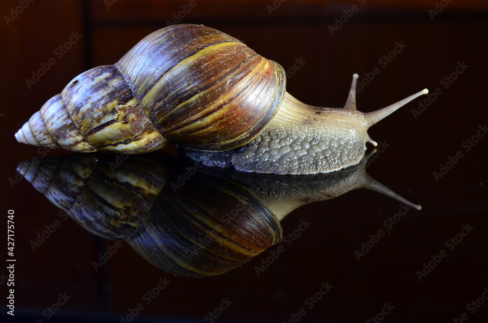 Snail (Bekicot, Achatina fulica, African giant snail, Archachatina ...