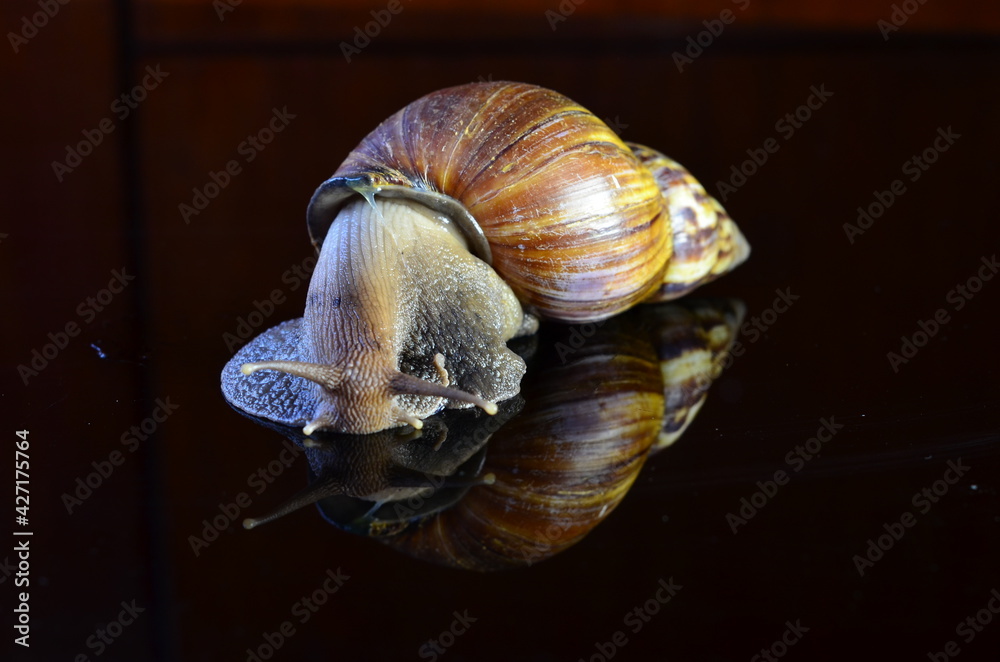 Snail (Bekicot, Achatina fulica, African giant snail, Archachatina ...