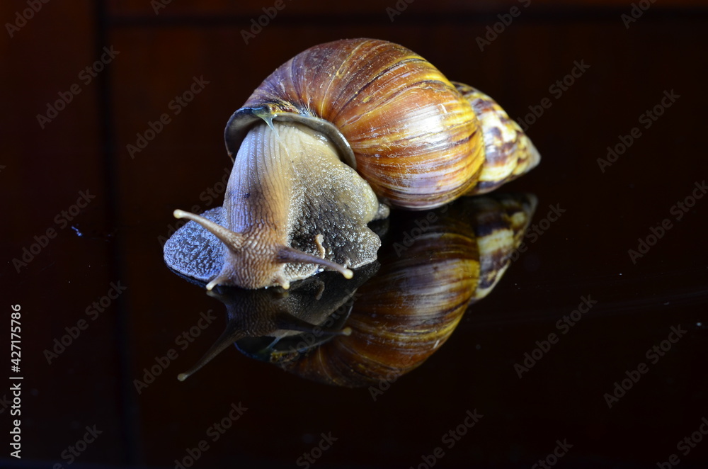 Snail (Bekicot, Achatina fulica, African giant snail, Archachatina ...