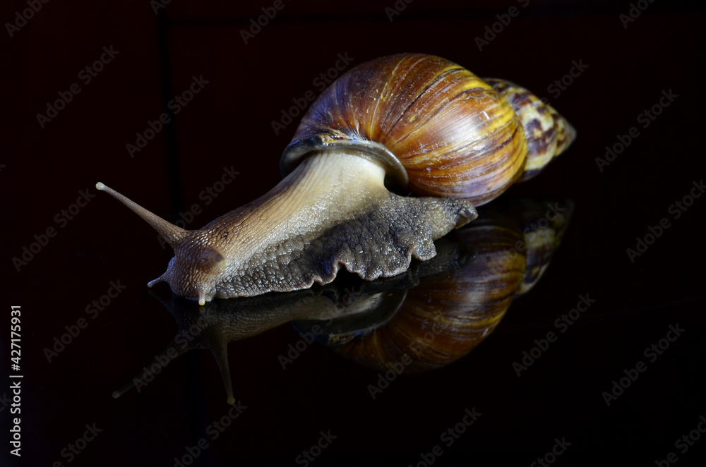 Snail (Bekicot, Achatina fulica, African giant snail, Archachatina ...