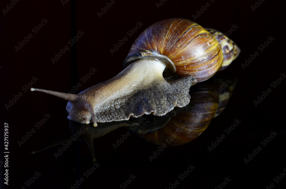 Snail (Bekicot, Achatina fulica, African giant snail, Archachatina ...