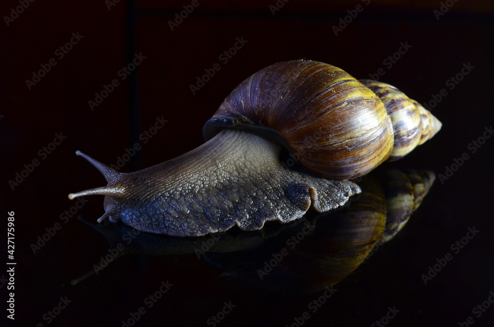 Snail (Bekicot, Achatina fulica, African giant snail, Archachatina ...