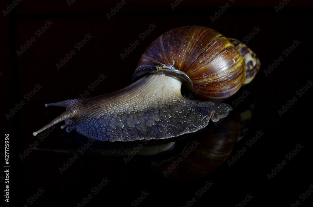 Snail (Bekicot, Achatina fulica, African giant snail, Archachatina ...