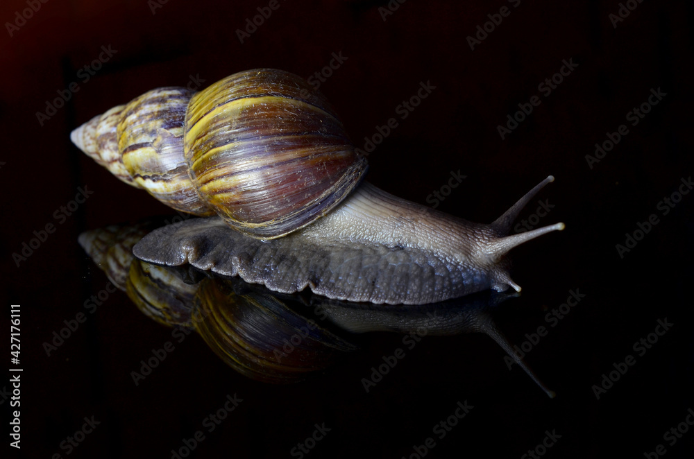 Snail (Bekicot, Achatina fulica, African giant snail, Archachatina ...