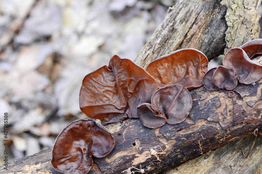 Jews ear (wood ear, Auricularia auricula, Hirneola polytricha, jelly ...