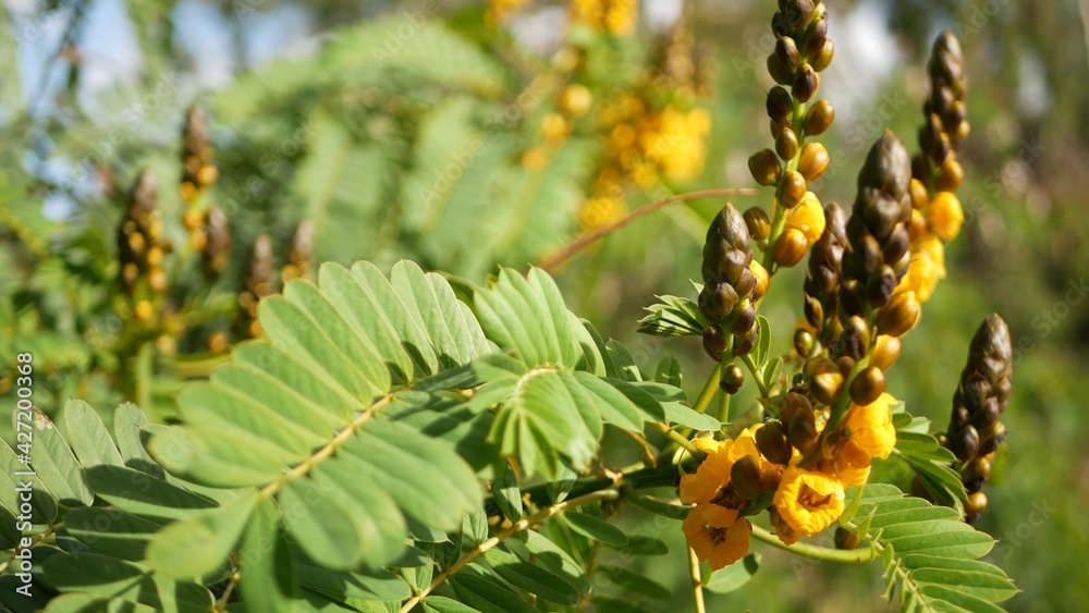 African senna flowers blossom, gardening in California, USA. Natural ...