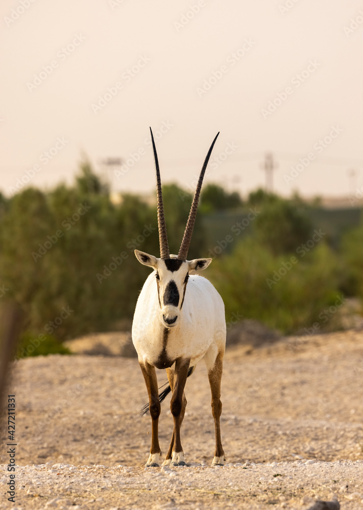 Arabian Oryx Habitat