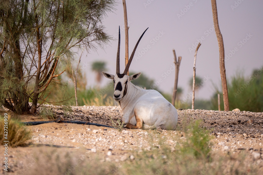 Arabian Oryx in captive natural habitat conservation program in Saudi Arabia Stock Photo | Adobe ...