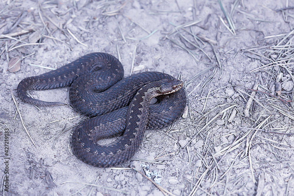 snake viper in the swamp, reptile in the wild, poisonous dangerous ...