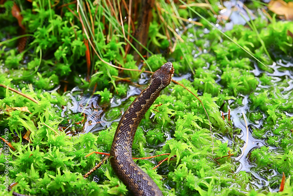 snake viper in the swamp, reptile in the wild, poisonous dangerous ...