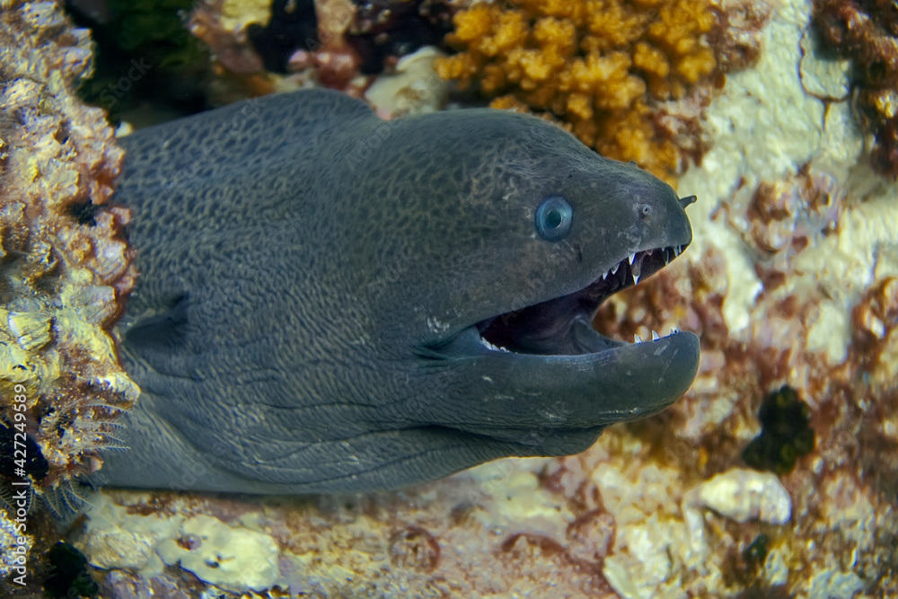 The head of a giant Moray eel that opened its mouth with sharp teeth ...
