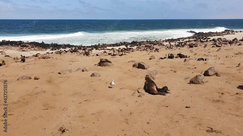 Cape Cross Seal Reserve in the South Atlantic in the Skeleton Coast ...