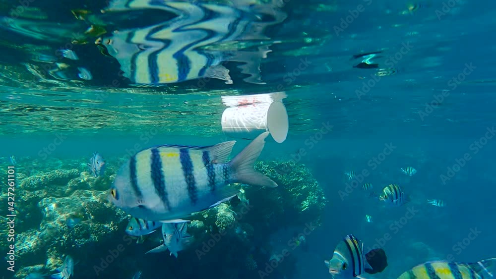 Coca-Cola white cup slowly floats underwater reflecting off the surface ...
