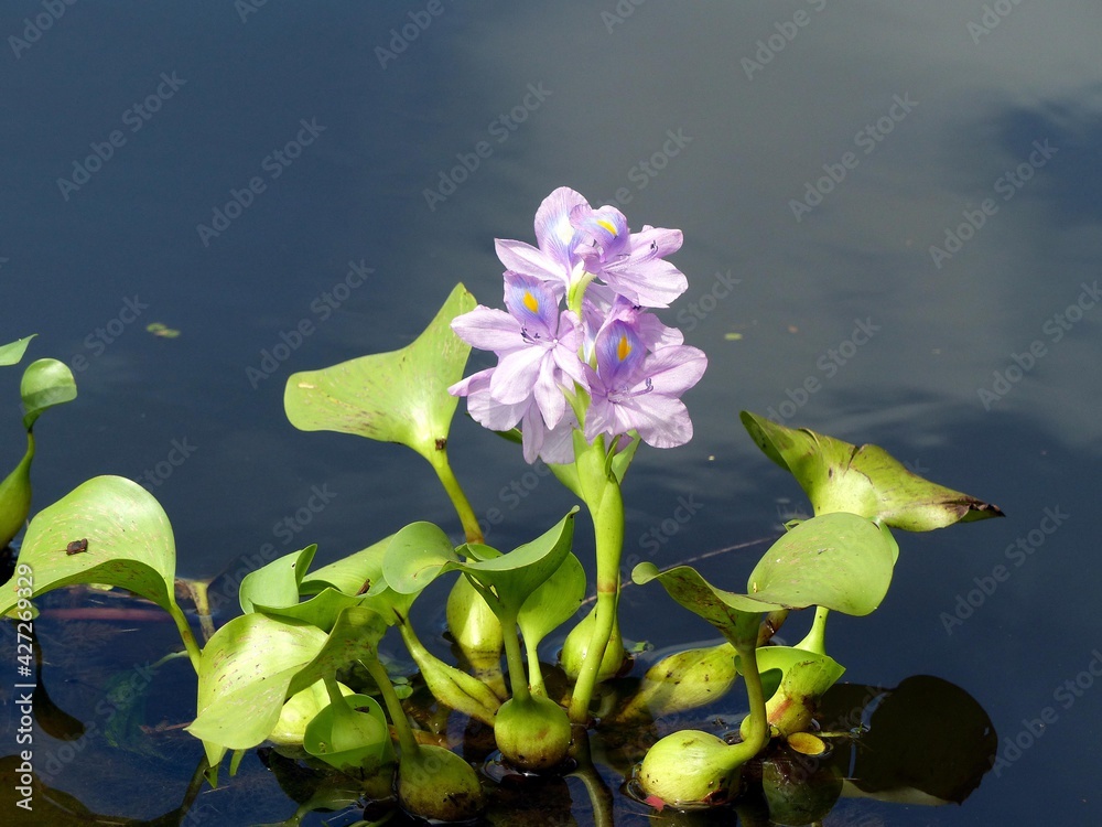 Pontederia crassipes, commonly known as common water hyacinth, is an ...