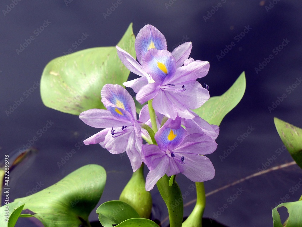Pontederia crassipes, commonly known as common water hyacinth, is an ...
