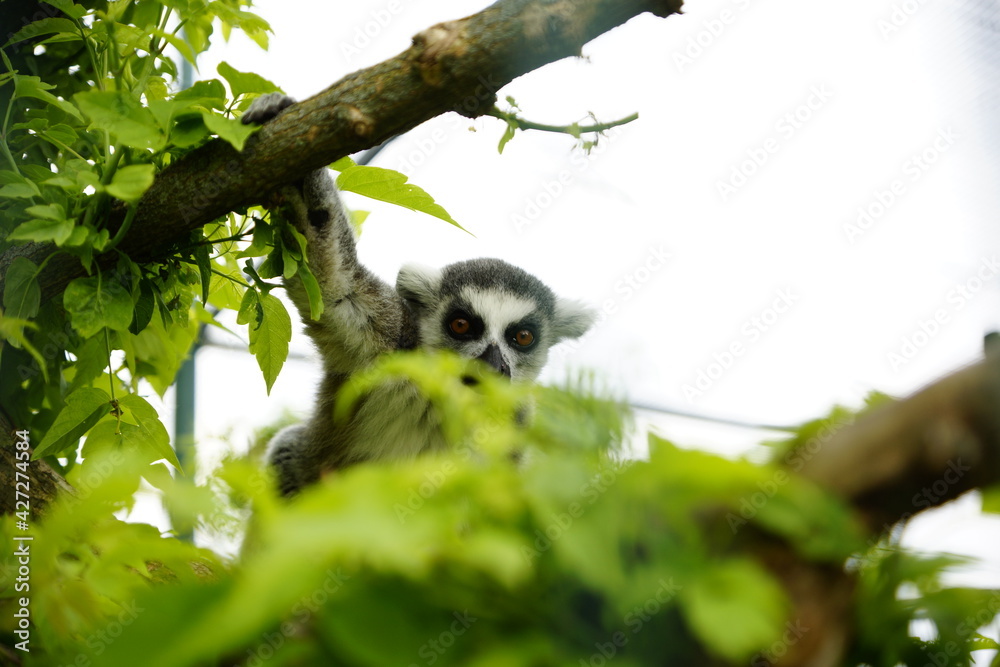 Katta Affe klettert durch das Gehege und greift nach der Kamera Stock ...