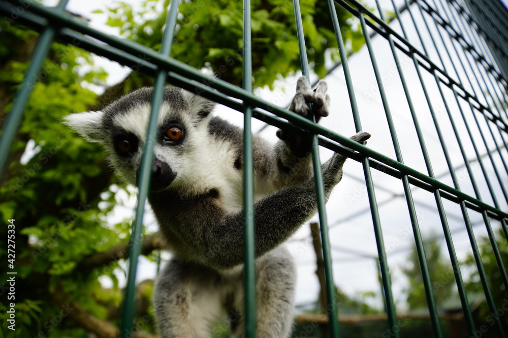 Katta Affe klettert durch das Gehege und greift nach der Kamera Stock ...