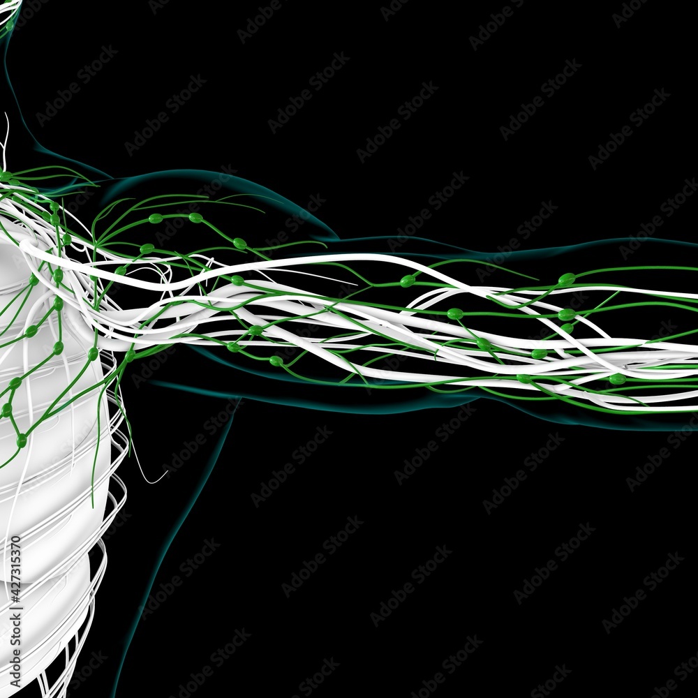 Human Lymph Nodes Anatomy For Medical Concept 3D Rendering Stock ...