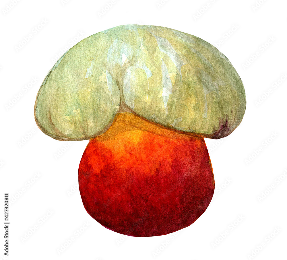 Red satan bolete isolated on white background. Small devil mushroom ...