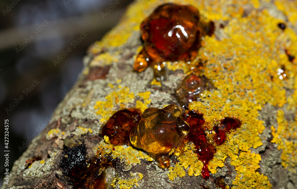 Formation of resin from the juice of a cherry tree.The tree was ...
