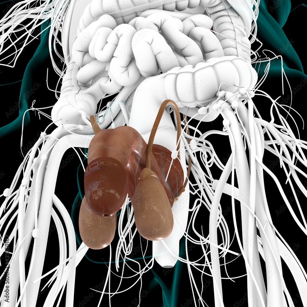 Male Reproductive System Anatomy For Medical Concept 3D Rendering Stock ...