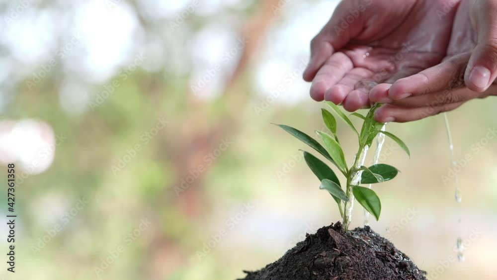 Close up water a plant small tree green leaf by hands. Save the earth ...