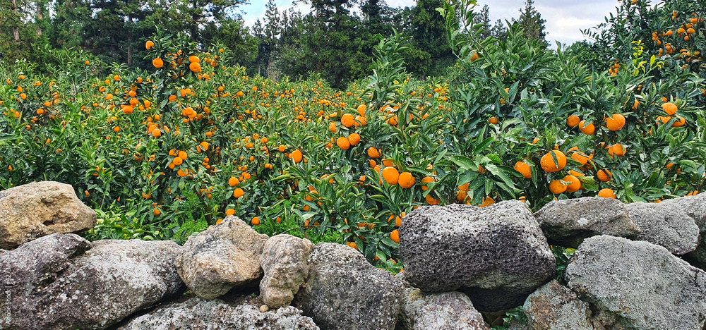 제주 귤나무 jeju mandarin tree Stock Photo | Adobe Stock
