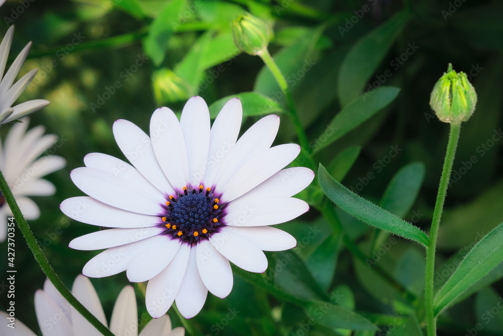Flores de colores en primavera en el jardín de la terraza de casa Stock ...