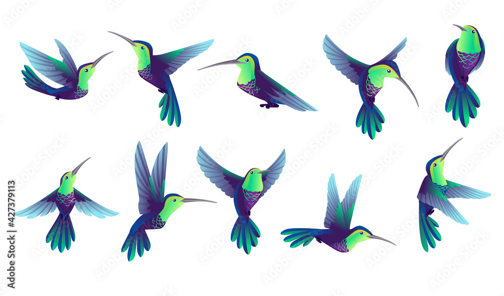 Set of small hummingbird cartoon animal design smallest bird in world ...