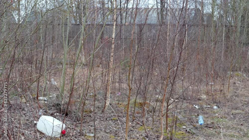 A grove of thin trees, all polluted with garbage, plastic bottles, the ...