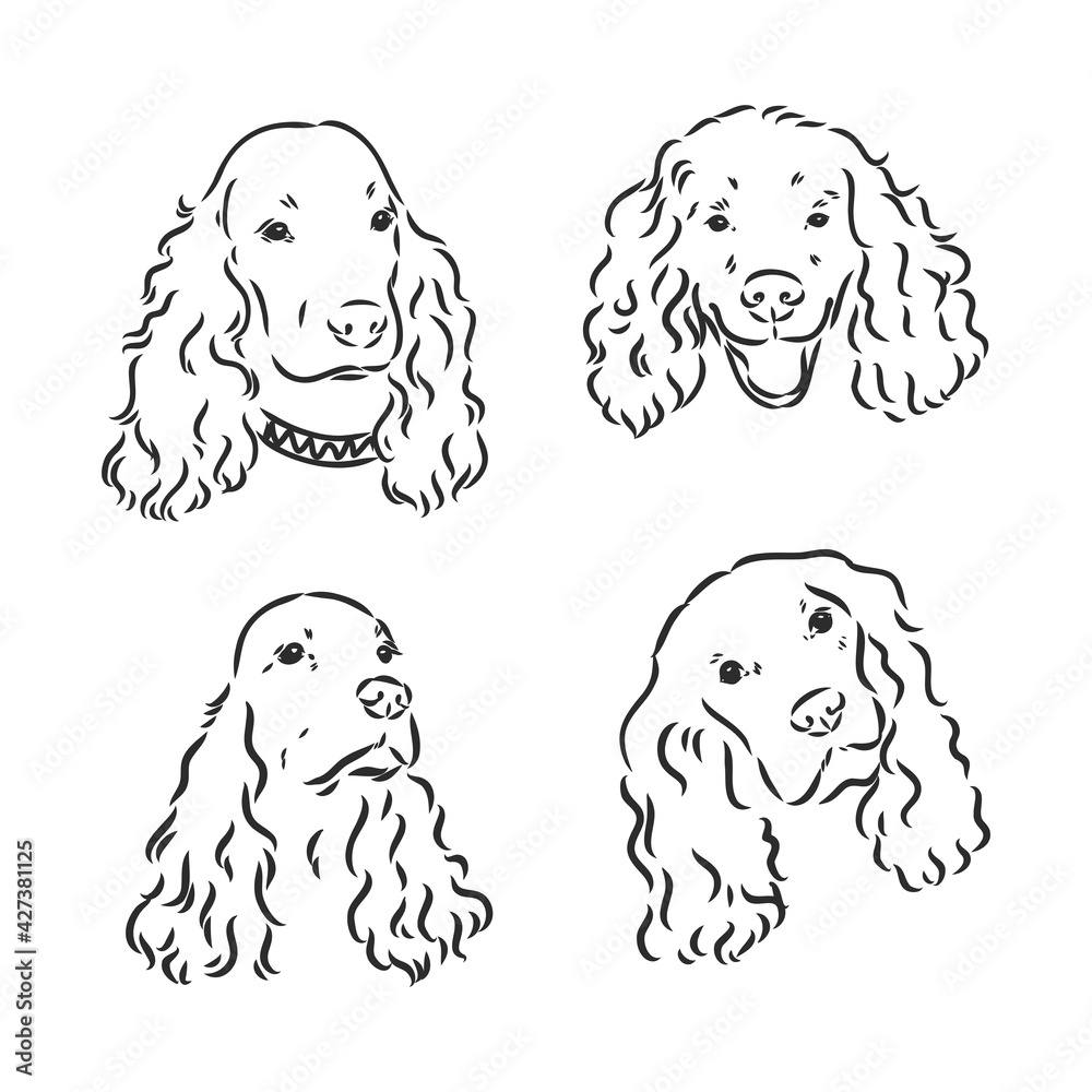 Decorative outline portrait of Dog Springer Spaniel, vector ...