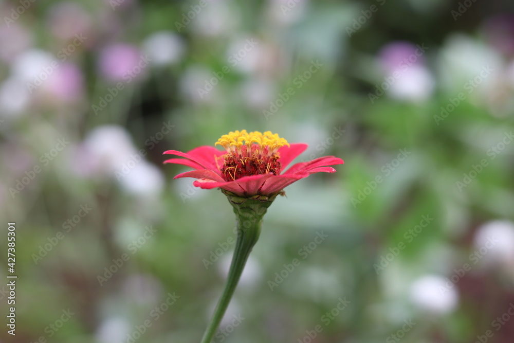 Beautiful Single Flower Hd Images | Best Flower Site