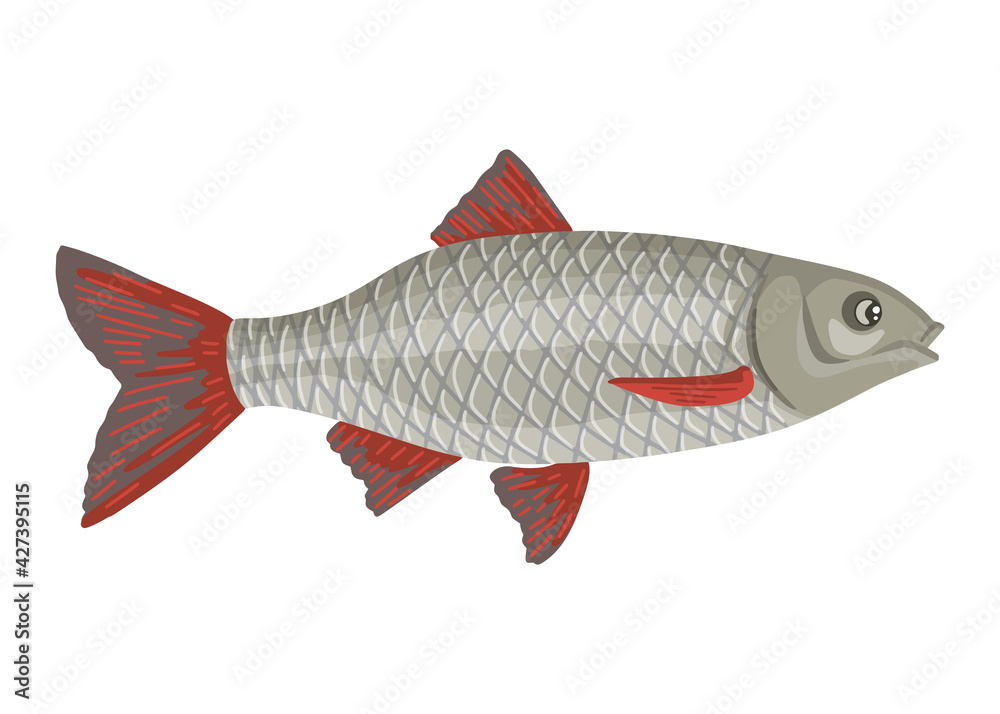 Roach fish, gray river fish, edible prey after fishing, swimming cute ...