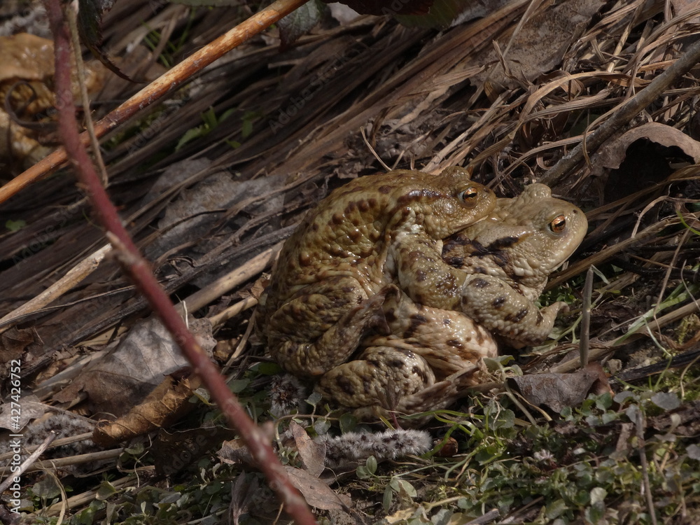 Nature close-up. A pair of common toads (Bufo bufo) during the breeding ...