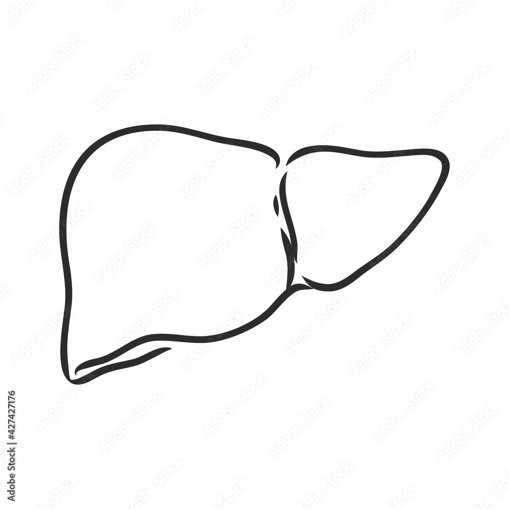 Human liver hand drawn outline doodle icon. Anatomic doodle of liver as ...