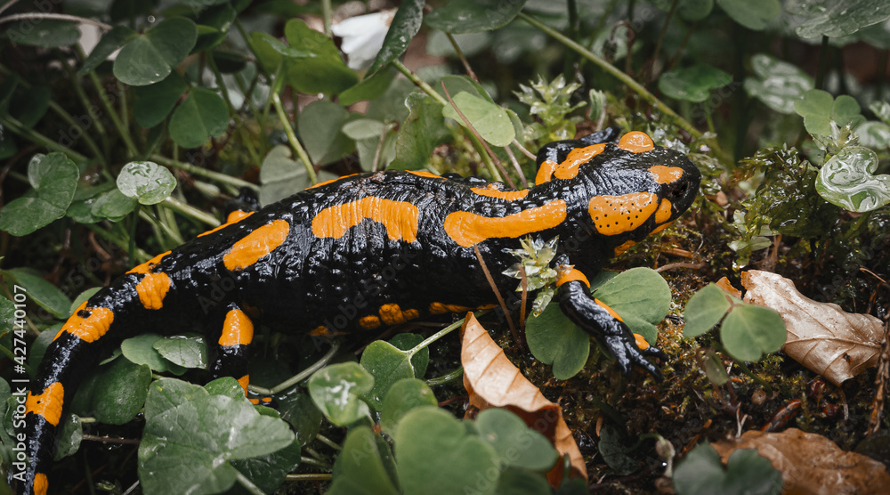 fire salamander (Salamandra salamandra) sitting in clover danger black ...
