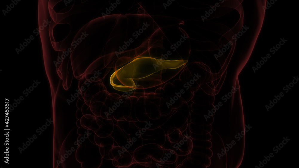 Human Internal Organ Pancreas Anatomy Stock Illustration | Adobe Stock