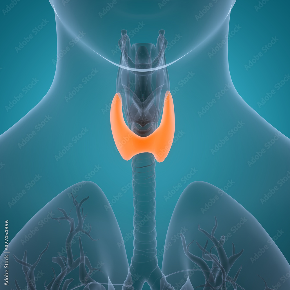 Human Body Glands Thyroid Gland Anatomy Stock Illustration | Adobe Stock